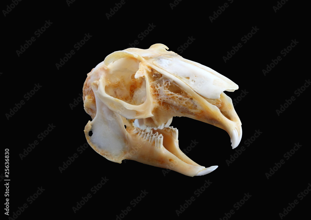 Isolated European brown hare (Lepus europaeus) skull Stock Photo ...