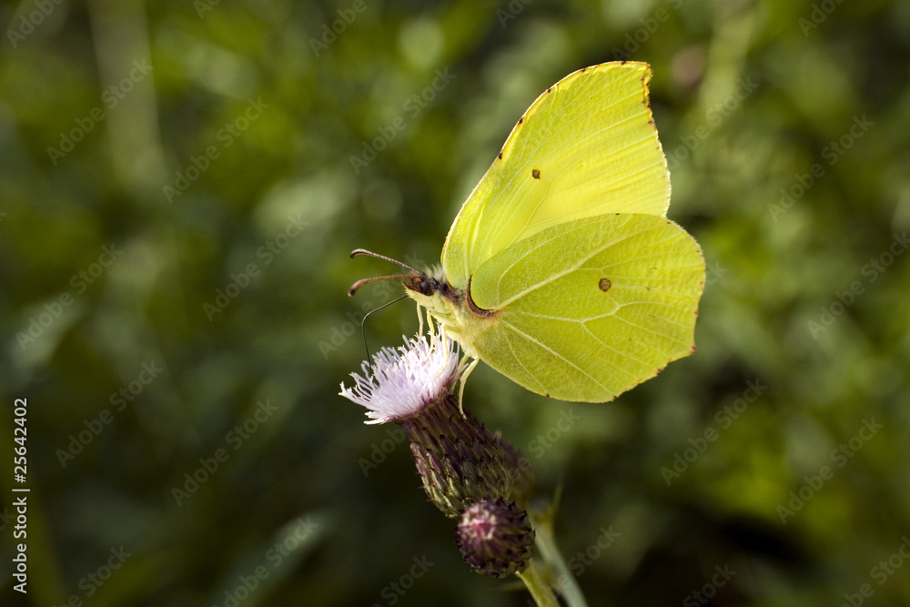 Piękny motyl listkowiec cytrynek na kwiatku foto de Stock | Adobe Stock