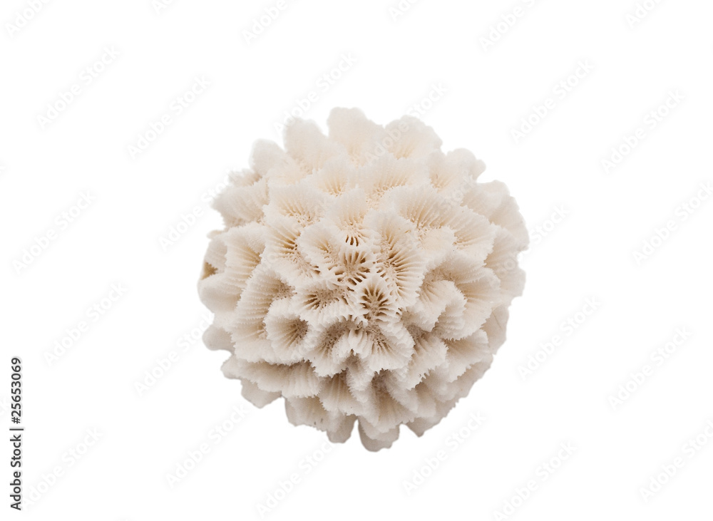 Coral Stock Photo | Adobe Stock