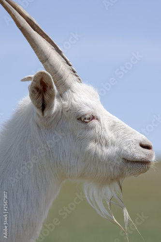 Goat Face Side