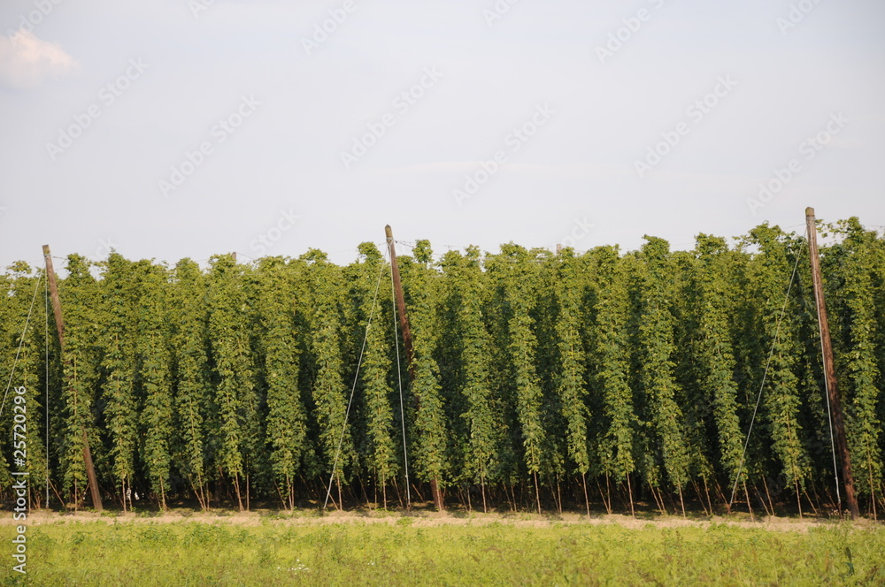 anbau des hopfen Stock-Foto | Adobe Stock