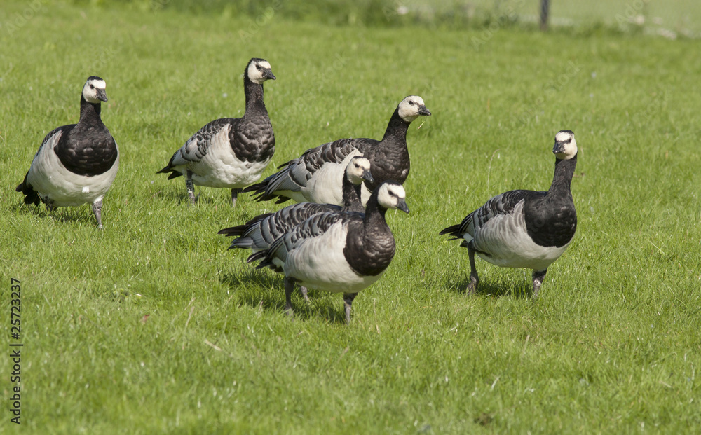 Barnacle goose Stock Photo | Adobe Stock