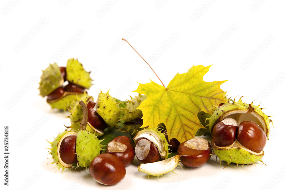 herbstzauber kastanien Stock-Foto | Adobe Stock
