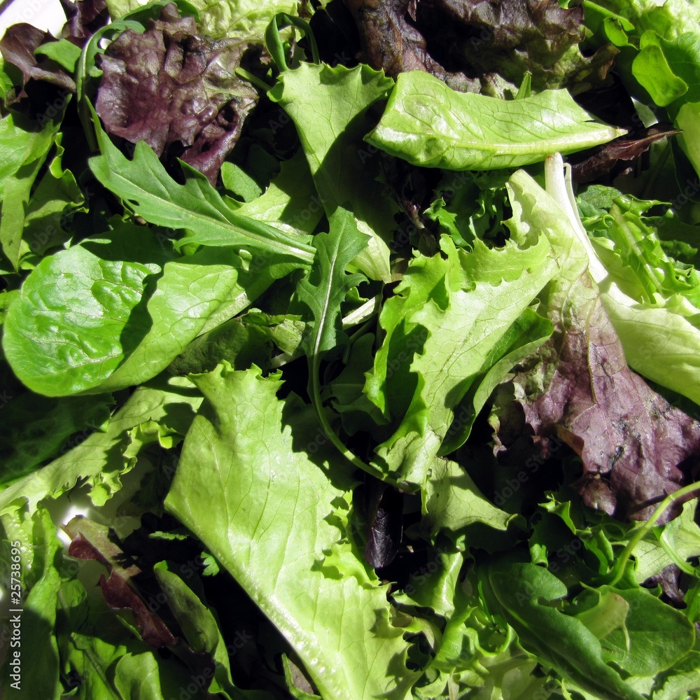 Jeunes pousses de salade Photos | Adobe Stock