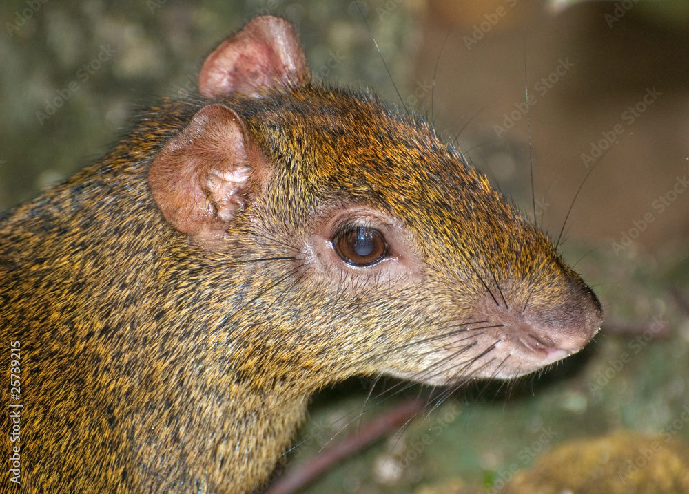 mexican rodent agouti paca on dirt Stock Photo | Adobe Stock