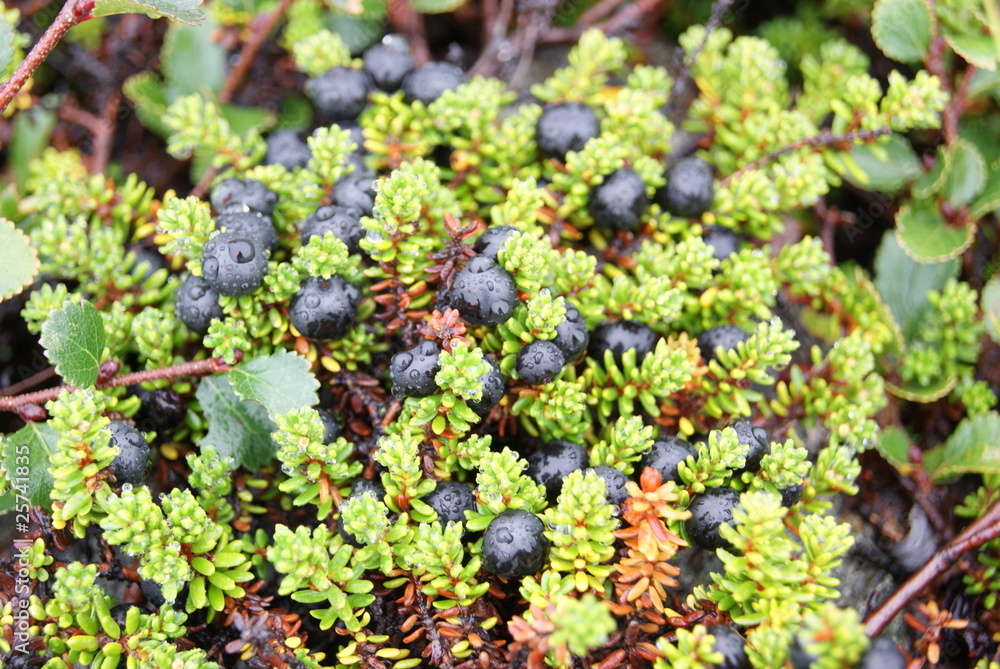 Arctic Berries
