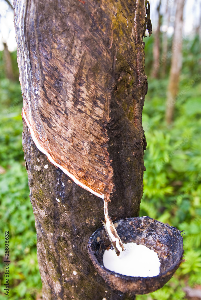 Rubber tree Stock Photo | Adobe Stock