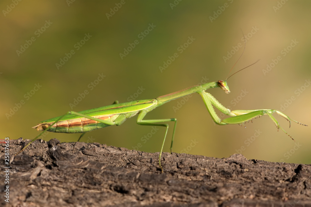 tenodera mantis Stock Photo | Adobe Stock