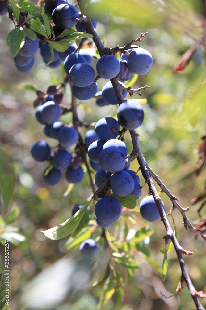 Endrinas para pacharan foto de Stock | Adobe Stock