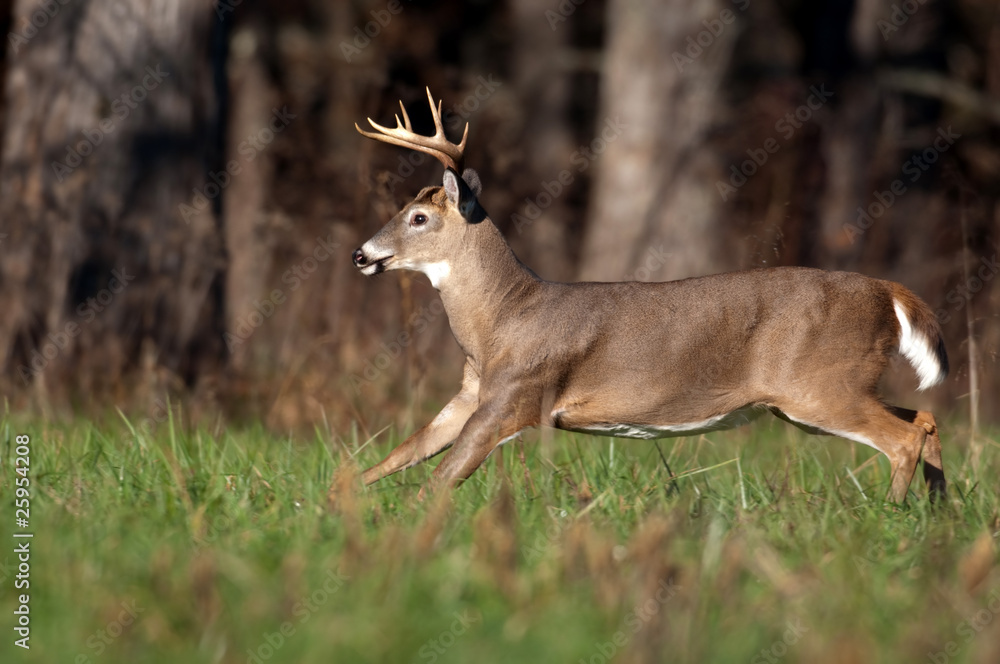 Deers Bucks Running