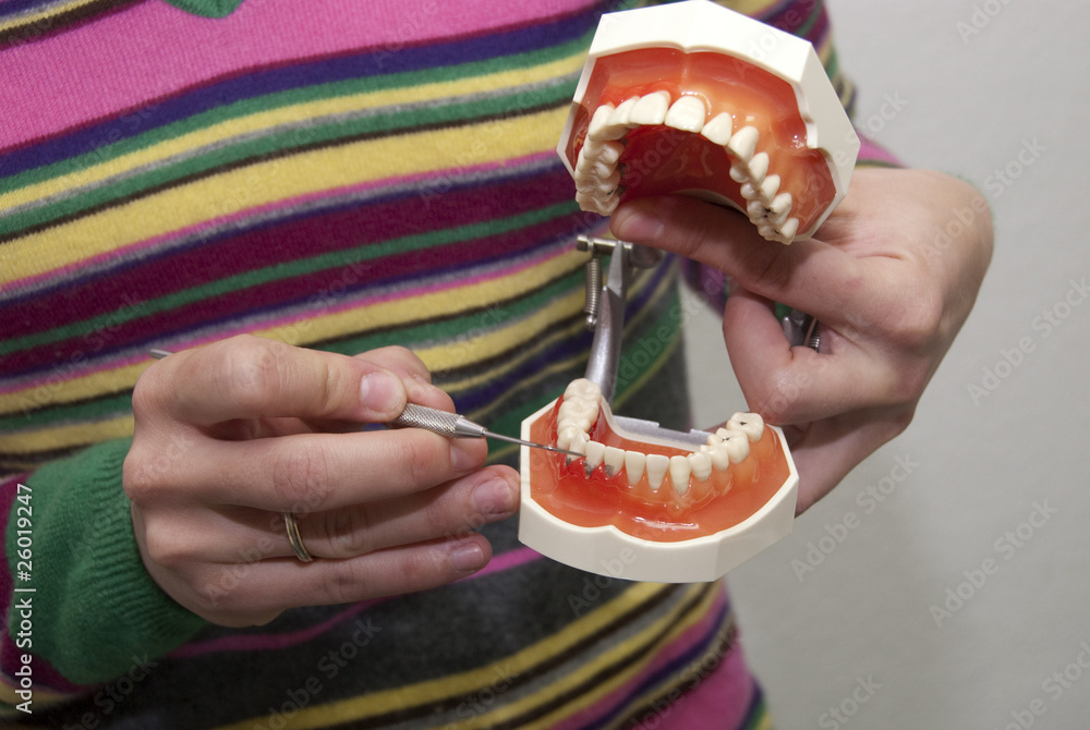Zahnärztin mit Instrument und Modell von einem Gebiss Stock Photo | Adobe Stock