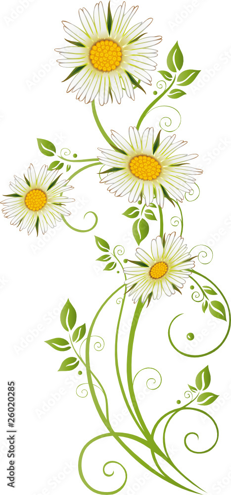 Blumen, Blüten, Ranke, Floral, Filigran, Margeriten - Stock - GamesAgeddon