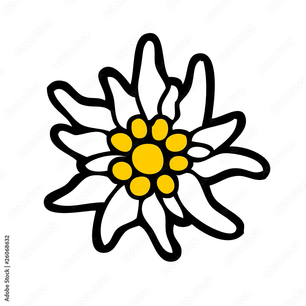 Edelweiss vector de Stock | Adobe Stock