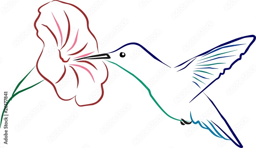 colibri vector de Stock | Adobe Stock