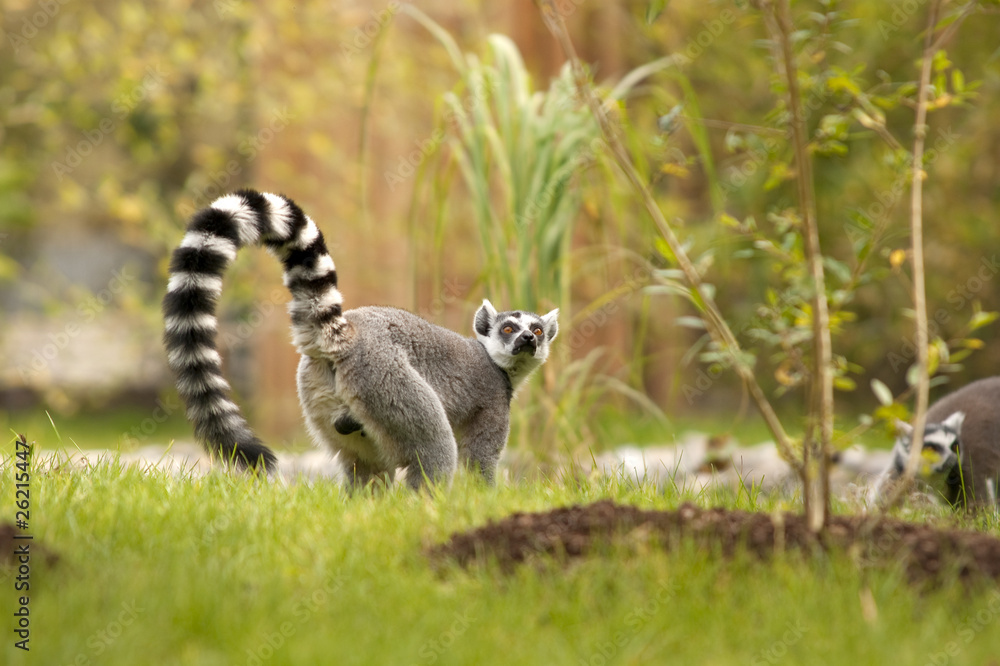a kata (animal) with black and white stripes Stock Photo | Adobe Stock