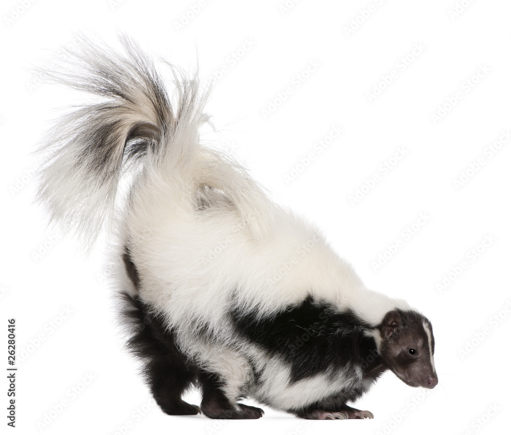 Year Of The Skunk