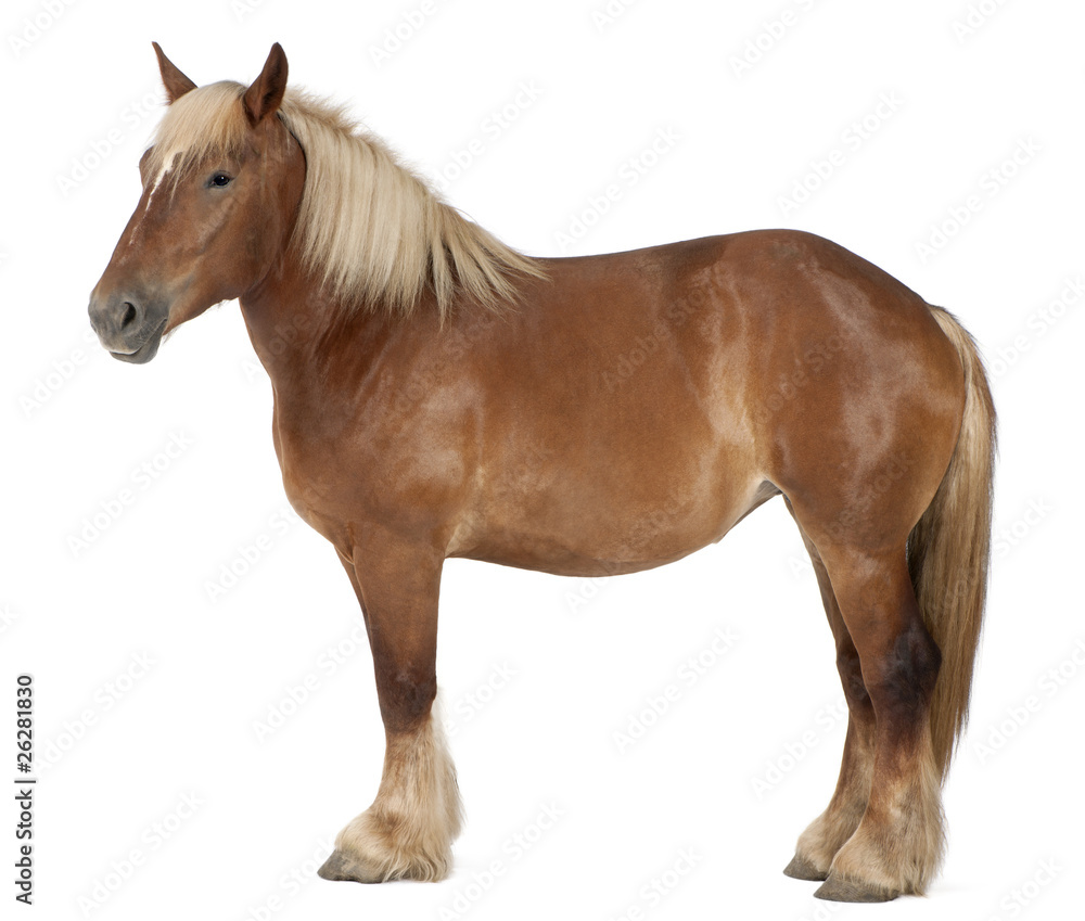 Belgian horse, Belgian Heavy Horse, Brabancon, draft horse Stock Photo ...