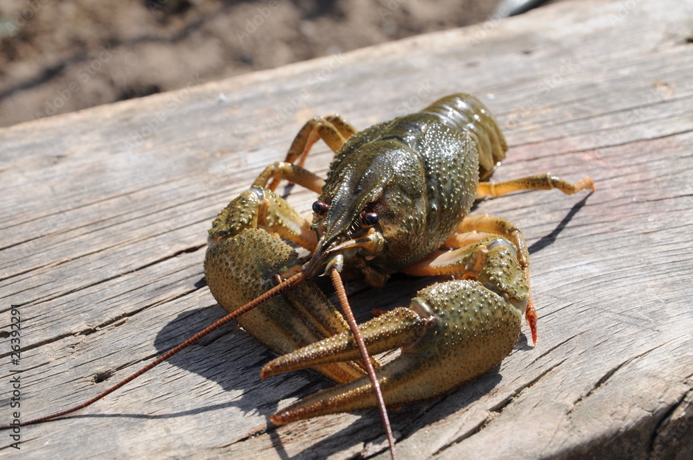 ракообразные Stock Photo | Adobe Stock