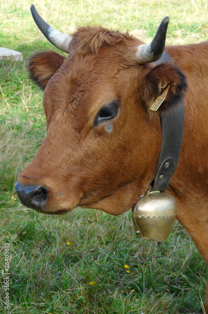 vache des montagnes avec sa cloche Photos | Adobe Stock