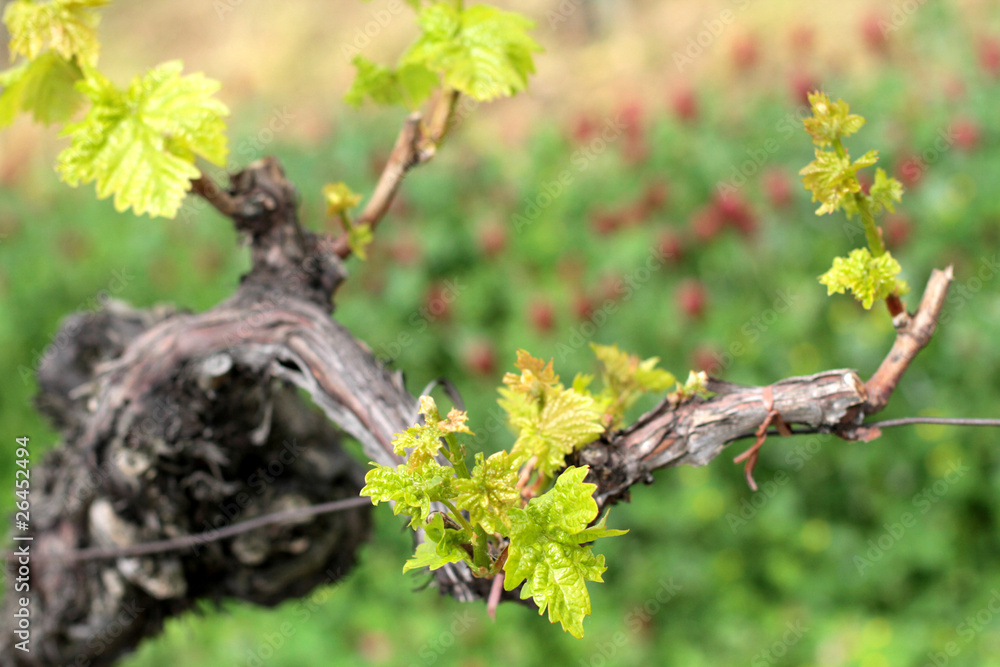 Weinstock Stock-Foto | Adobe Stock