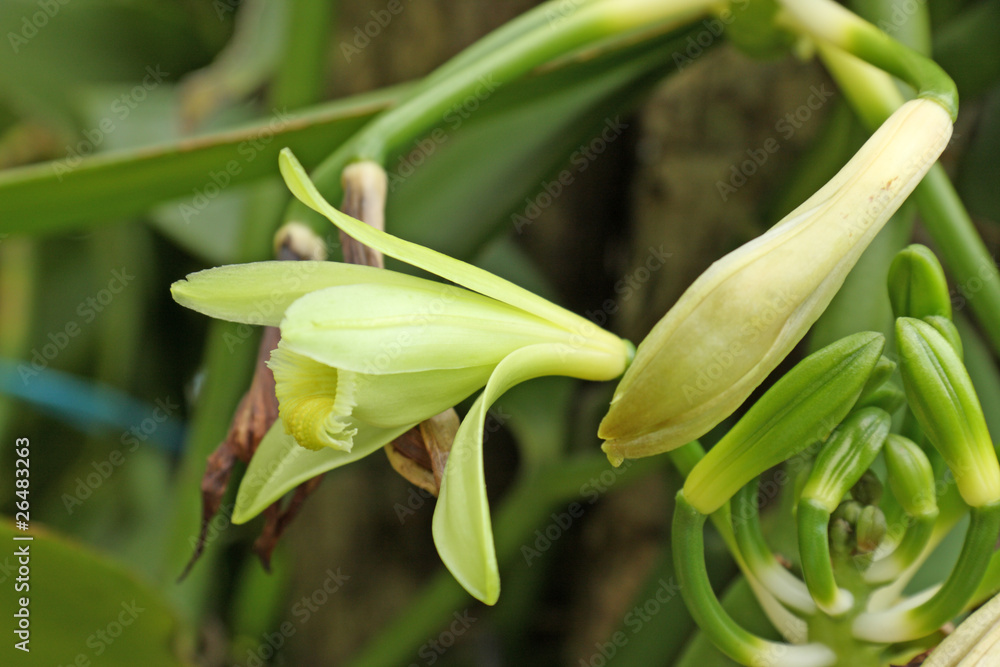 fleurs de vanille Stock Photo | Adobe Stock