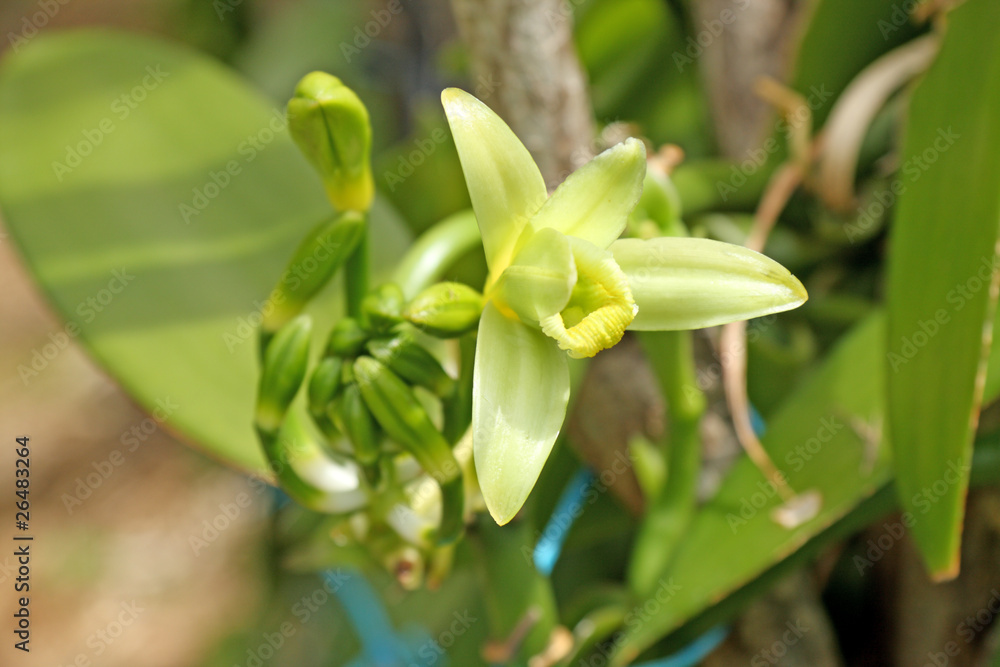 fleur de vanille Stock Photo | Adobe Stock