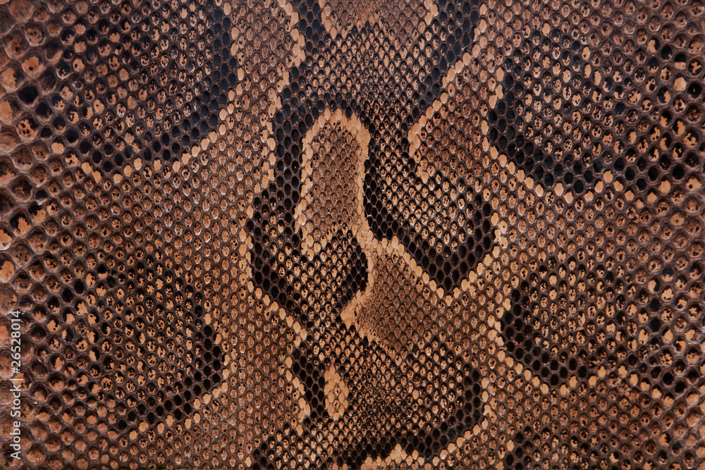 Snake leather texture Stock Photo | Adobe Stock
