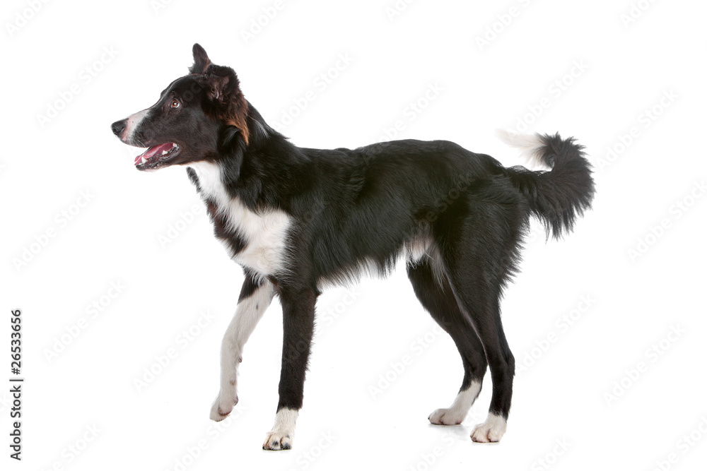 Side view of border collie dog isolated on white Stock Photo | Adobe Stock