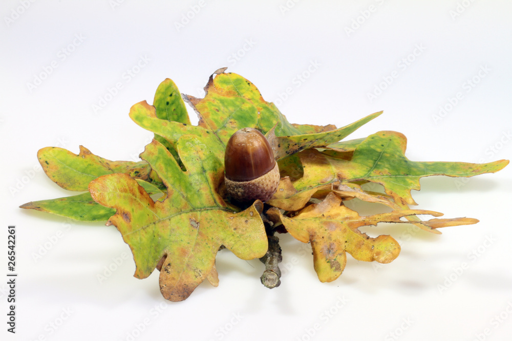 Eichel_39 Stock-Foto | Adobe Stock