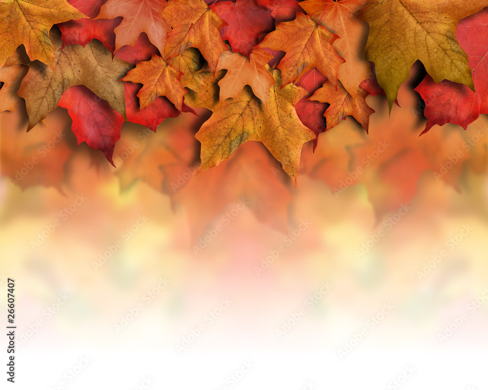 Fall Leaves Stock Photo | Adobe Stock