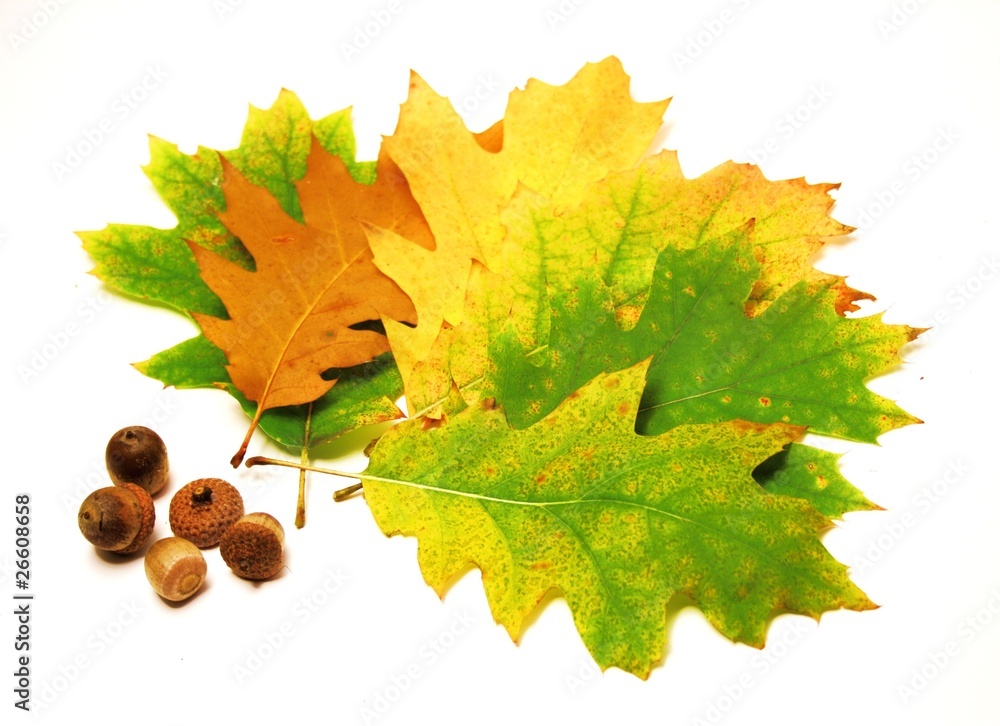 Eichenblätter Stock-Foto | Adobe Stock