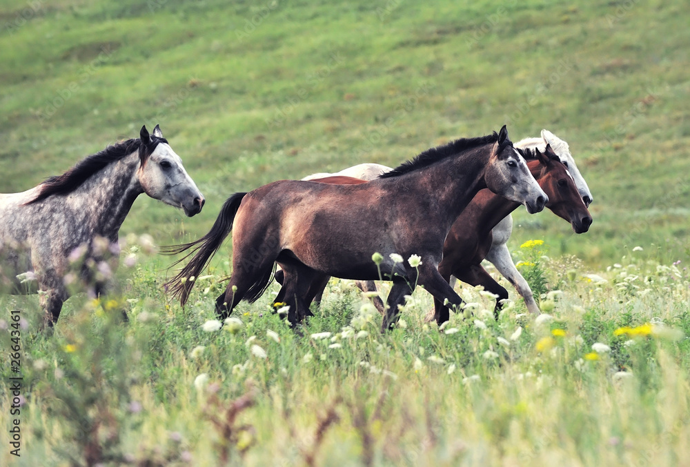 Wild Horses Running In A Field