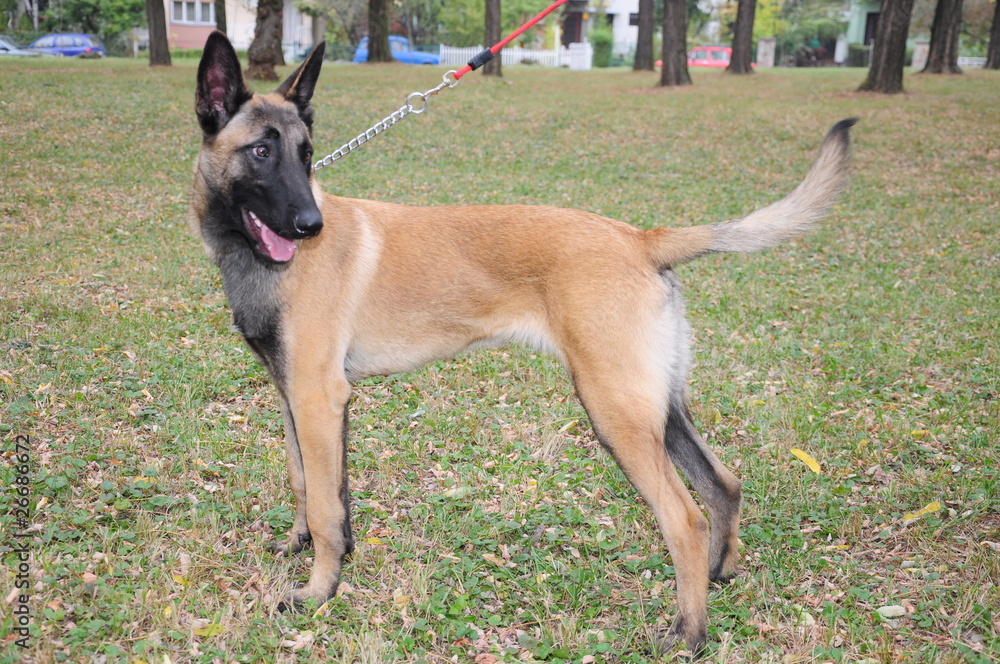 Malinoa Stock Photo | Adobe Stock