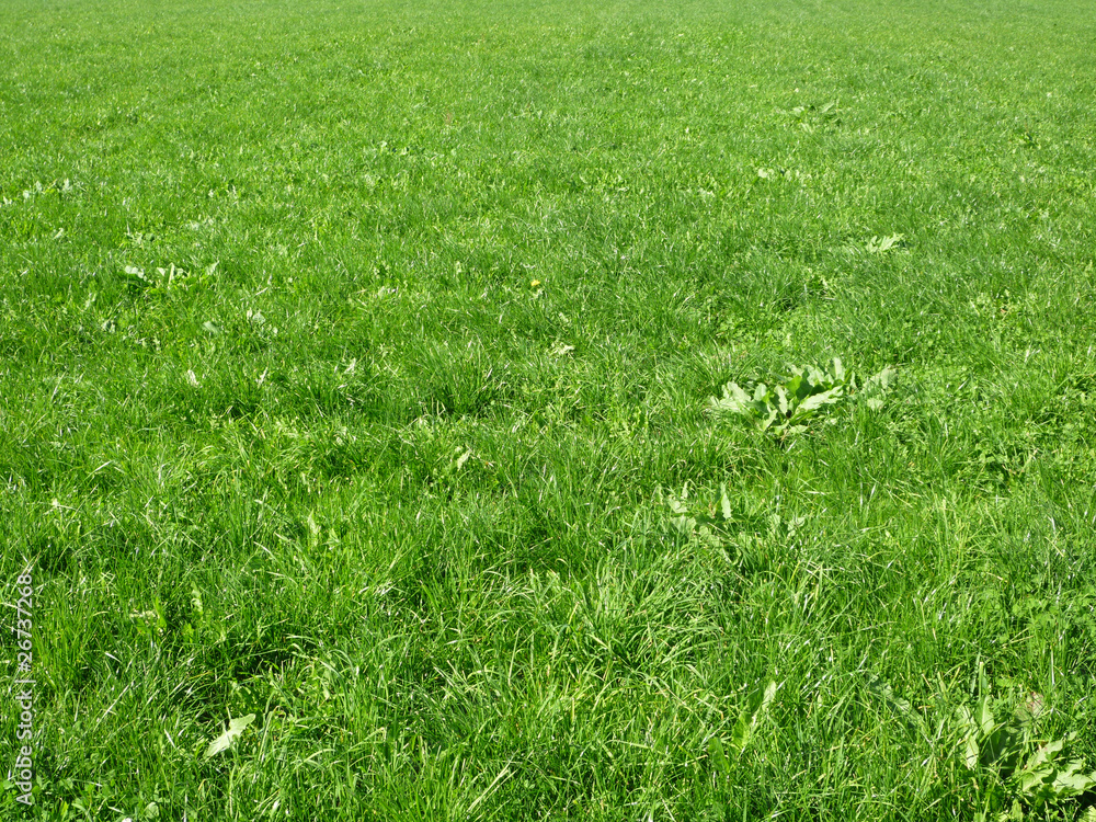 Wiese Stock-Foto | Adobe Stock