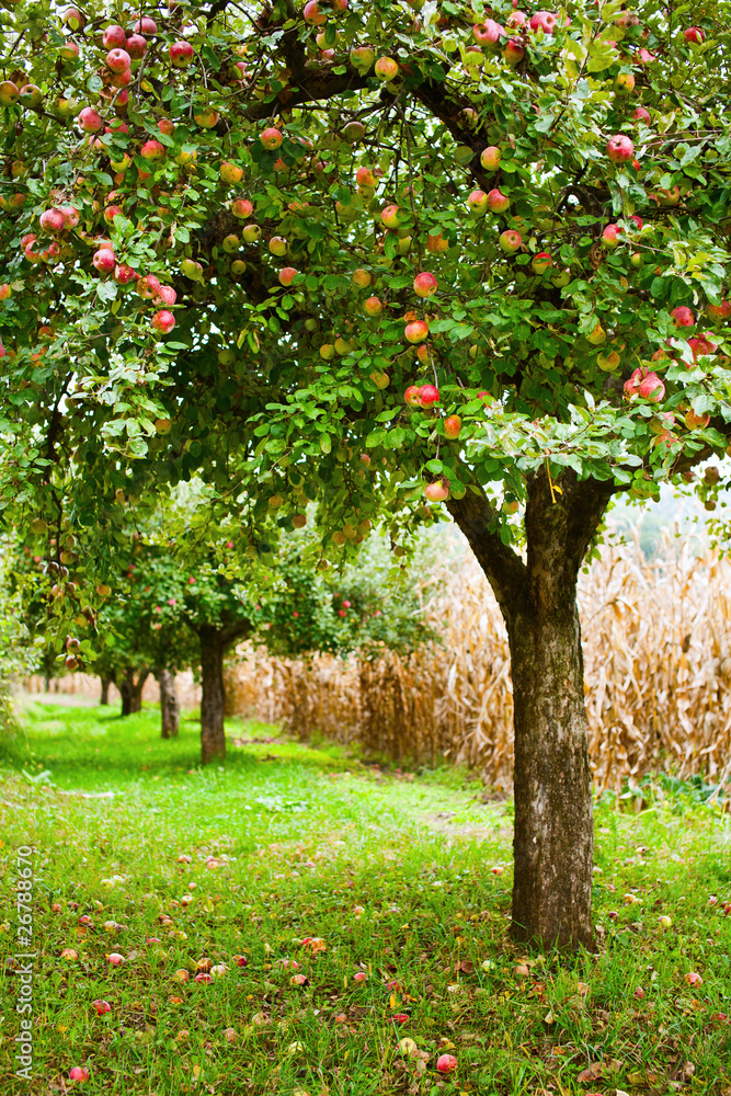 Apple trees orchard Stock Photo | Adobe Stock