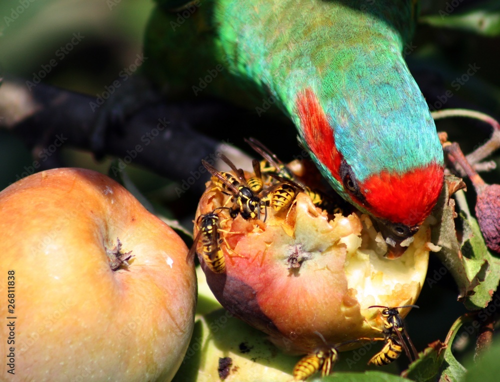 Apple tree pests Stock Photo | Adobe Stock