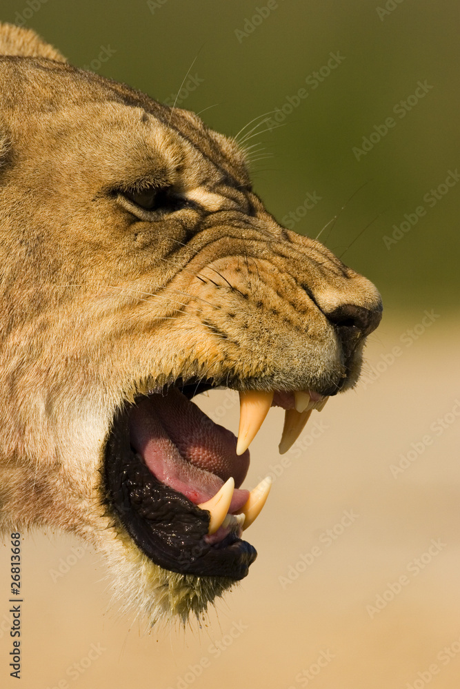 Snarling Lioness