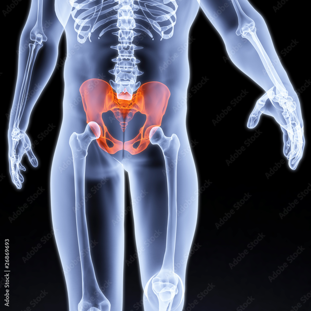 pelvis Stock Illustration | Adobe Stock