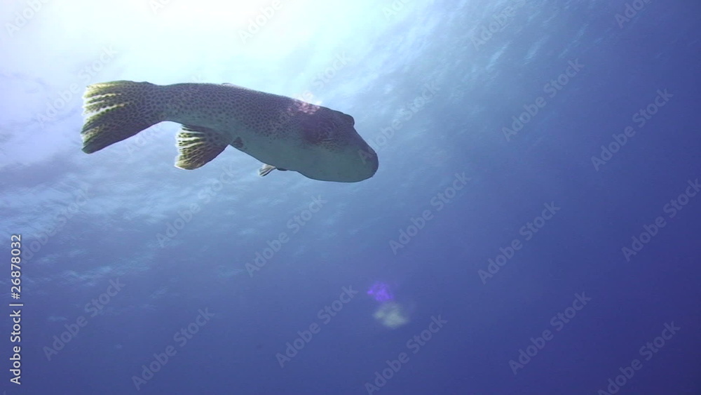 Giant puffer fish swimming in blue water Stock Video | Adobe Stock