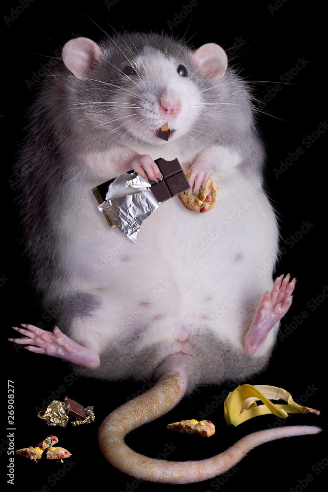 Fat Rat Stock Photo | Adobe Stock