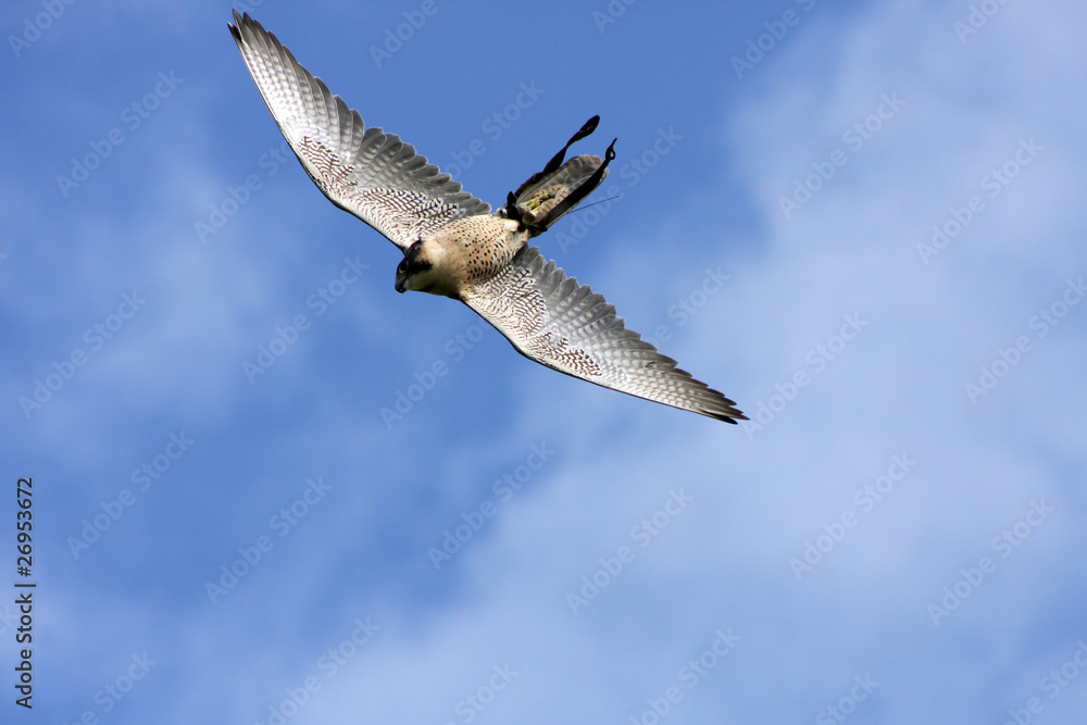 fastest bird on earth Stock Photo | Adobe Stock