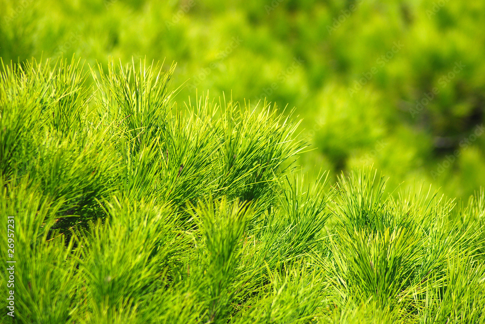PINUS PINEA, PINO PIÑONERO. ACÍCULAS O AGUJAS Stock Photo | Adobe Stock