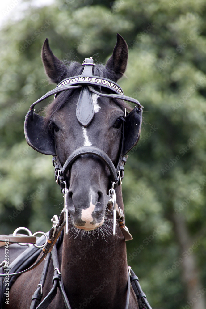 Pferd mit Scheuklappen Stock-Foto | Adobe Stock