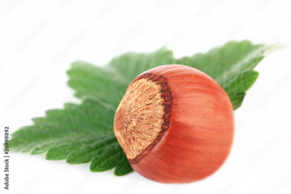Лесной орех-фундук на белом фоне Stock Photo | Adobe Stock