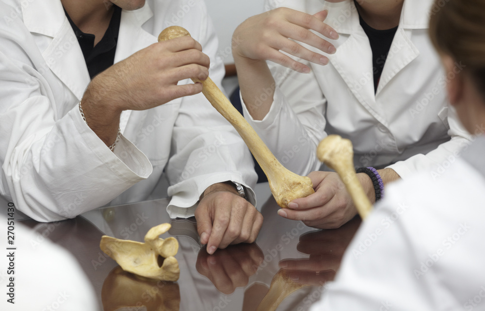 education university student bone anatomy biology Stock Photo | Adobe Stock