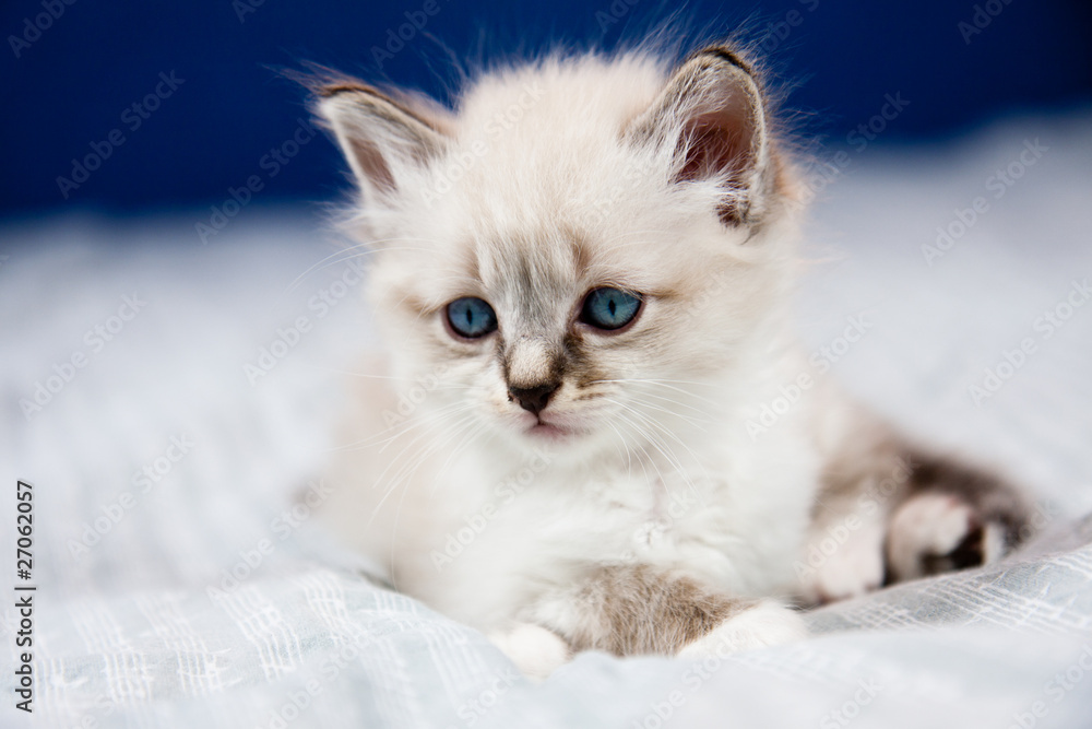 Chaton aux yeux bleus et au pelage clair, sur un lit ภาพถ่ายสต็อก ...