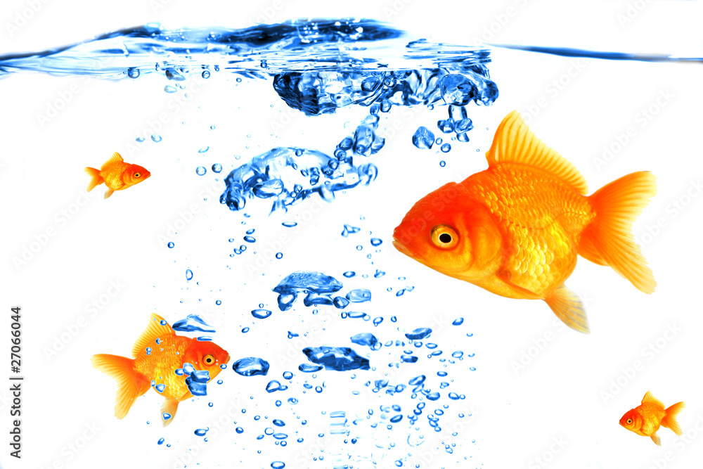 GOlden fish breathing under water Stock Photo | Adobe Stock