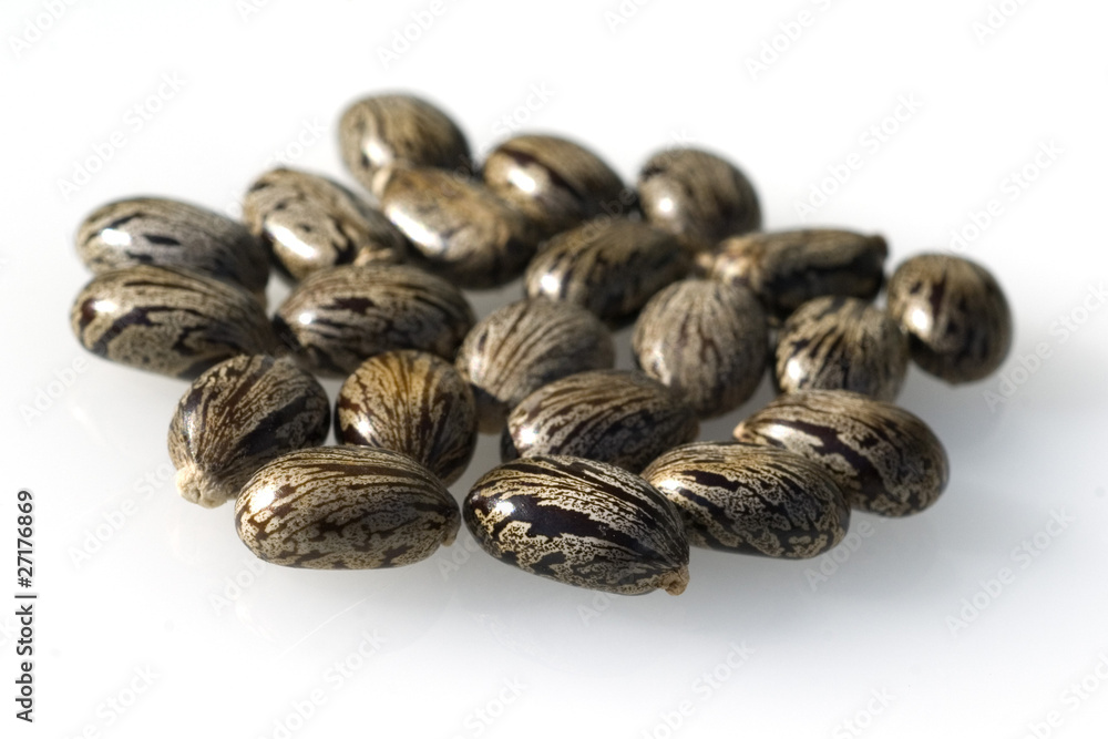 Rizinussamen, Rizinusbohnen Stock-Foto | Adobe Stock