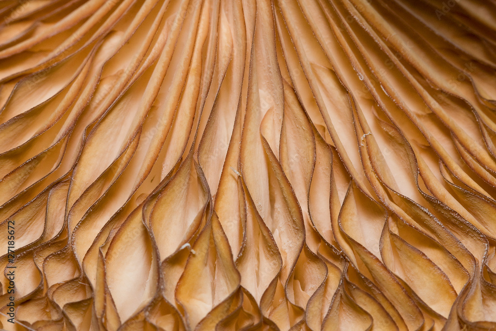 Seta Stock Photo | Adobe Stock