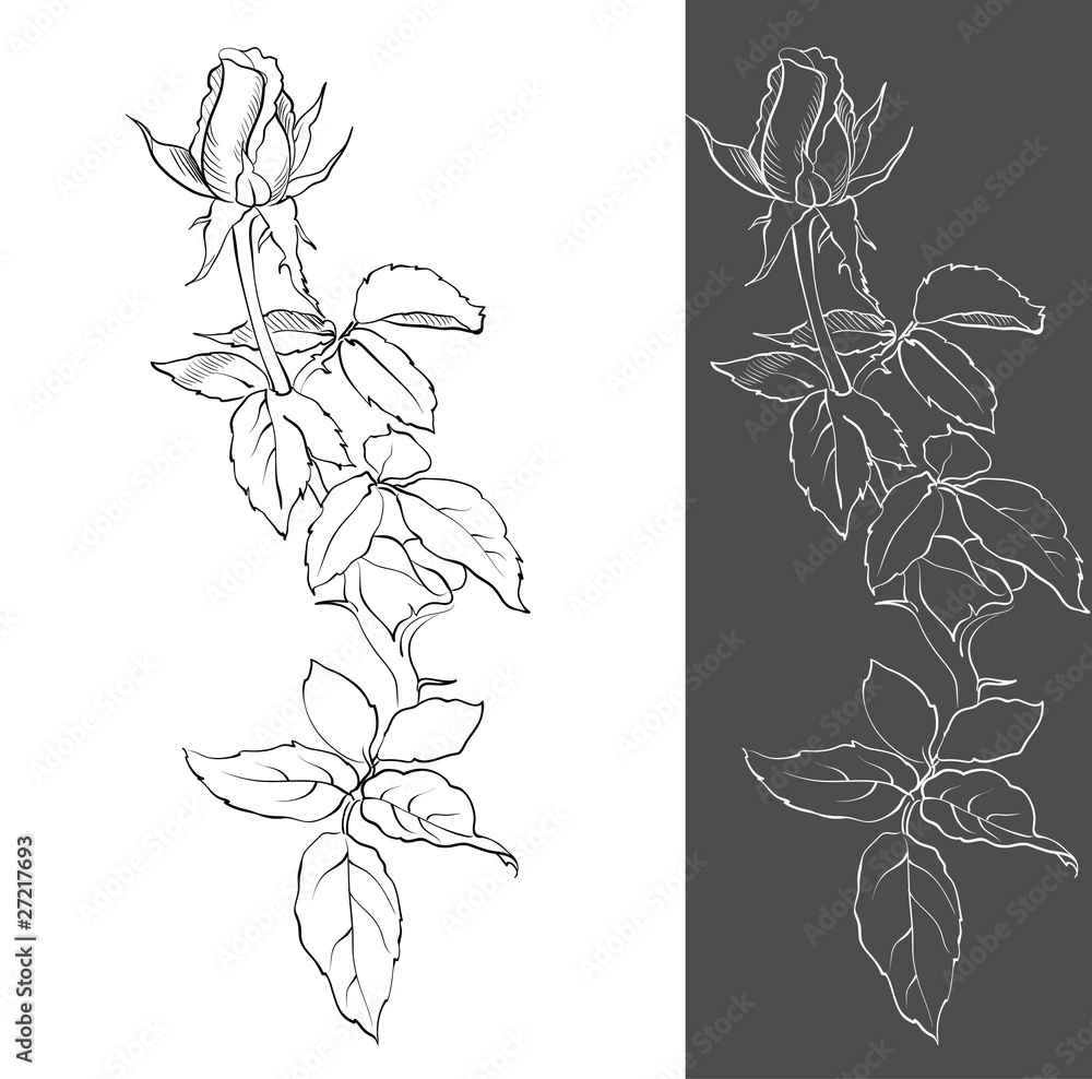 drawing a rosebud Stock Vector | Adobe Stock